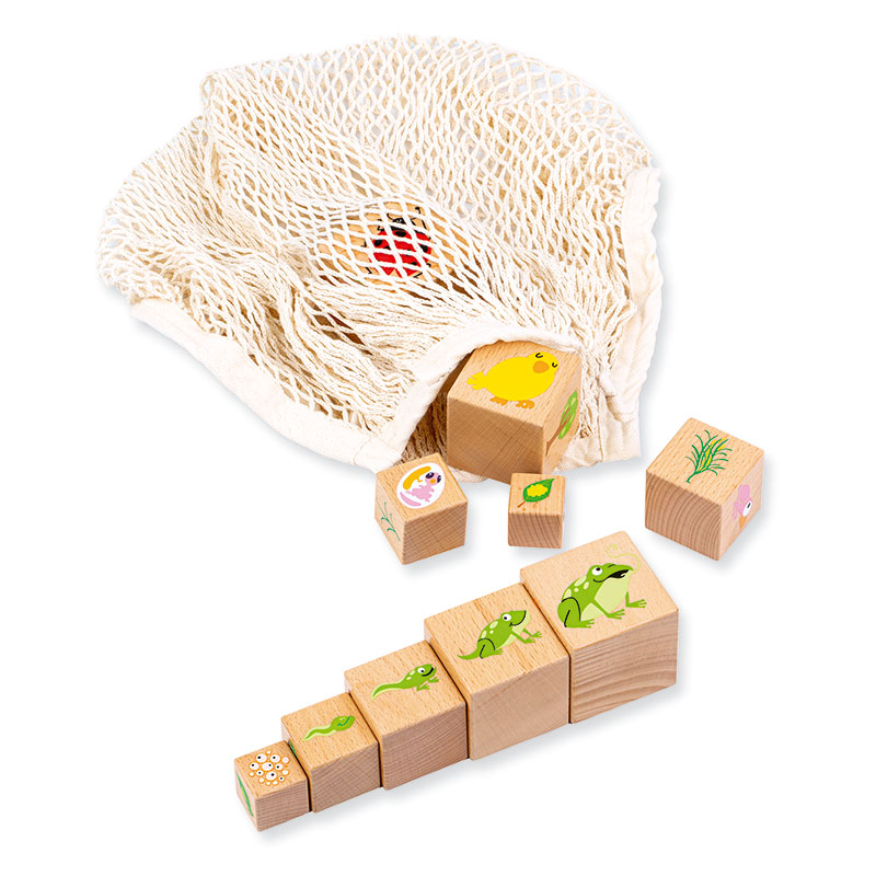 Lebenszykluswürfel - Life cycle blocks,